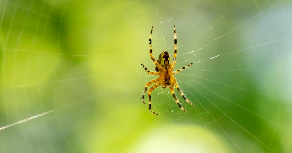What is the Spiritual Meaning of A Spider? Details Here