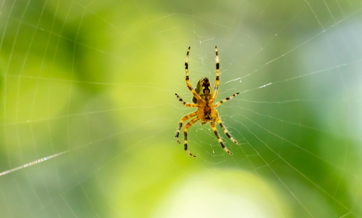 What is the Spiritual Meaning of A Spider? Details Here