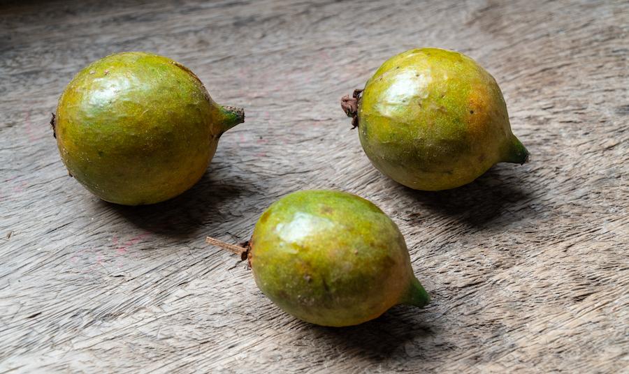 Macauba and Pongamia Tree Oils Could Replace Palm Oil