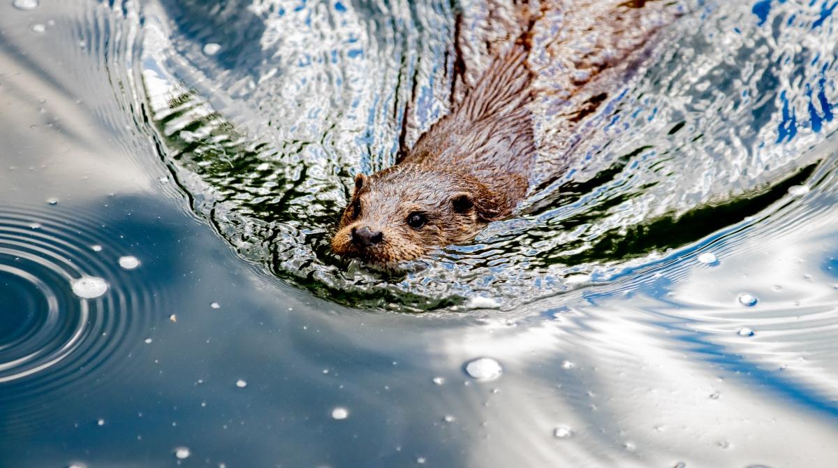 Sierra River Otters Attack Crystal Finn — Why It Happened
