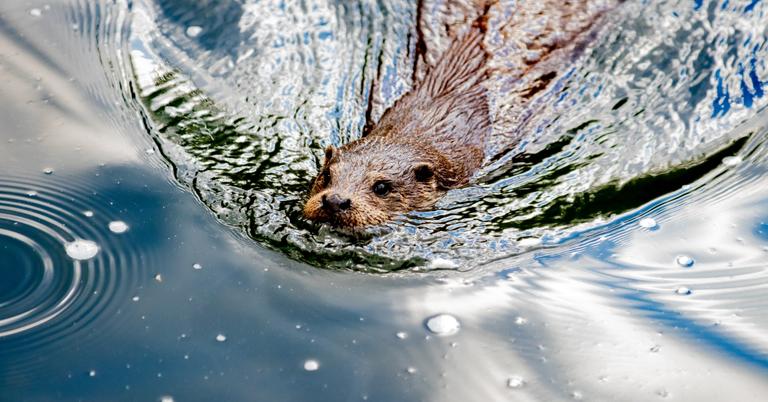 Sierra River Otters Attack Crystal Finn — Why It Happened