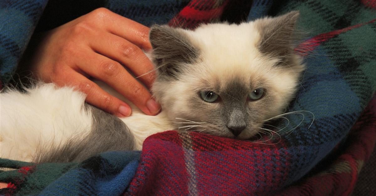 Why Is My Cat Purring?