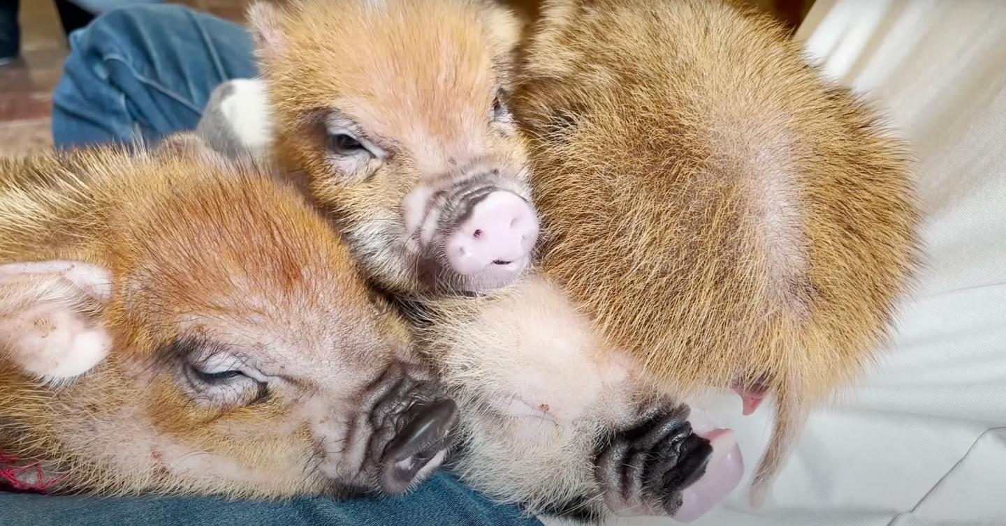 Pig Cafés Near Me: How You Can Meet Micro and Mini Pigs