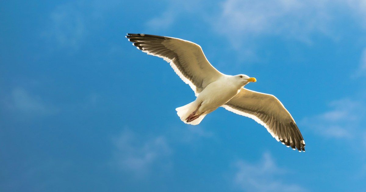 What Do Seagulls, a Staple of the Coast, Symbolize?