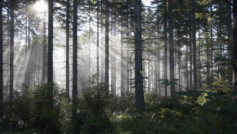 How Much Oxygen Does a Tree Produce? What You Need to Know