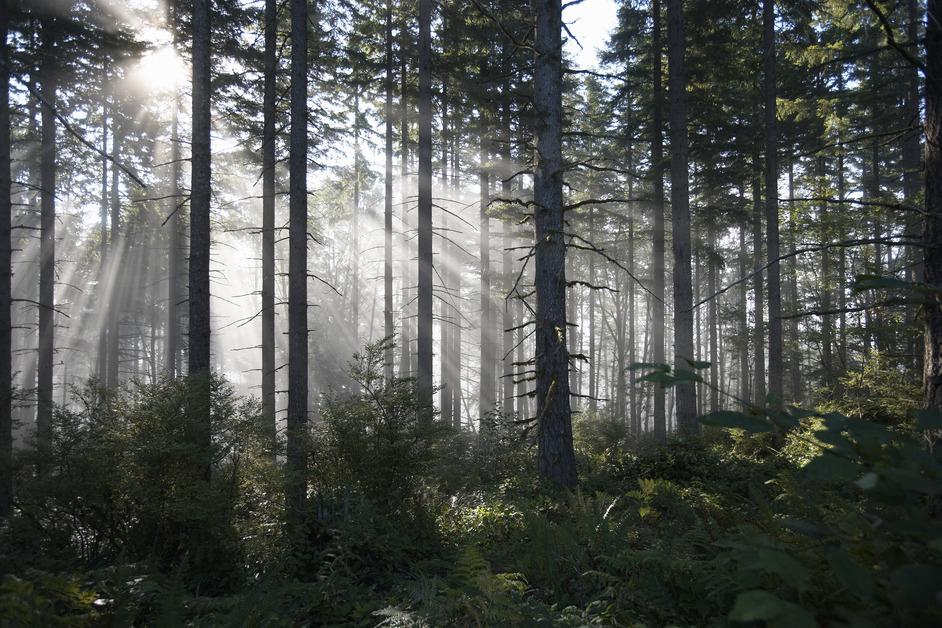 How Do Trees Make Oxygen? Photosynthesis Is Essential
