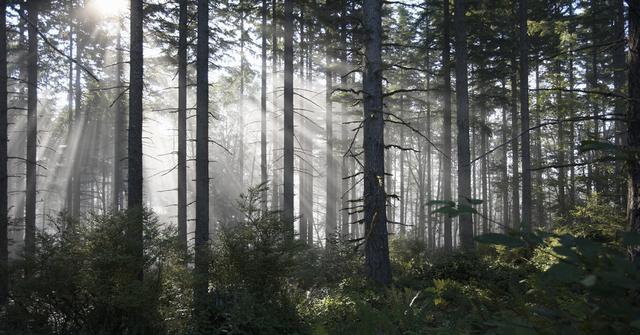 How Much Oxygen Does a Tree Produce? What You Need to Know