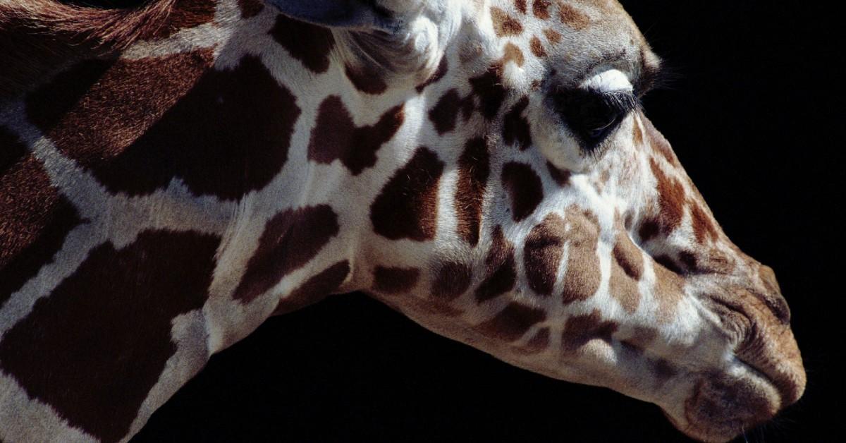 Can a Giraffe be Born Without Spots? Inside the Mutation