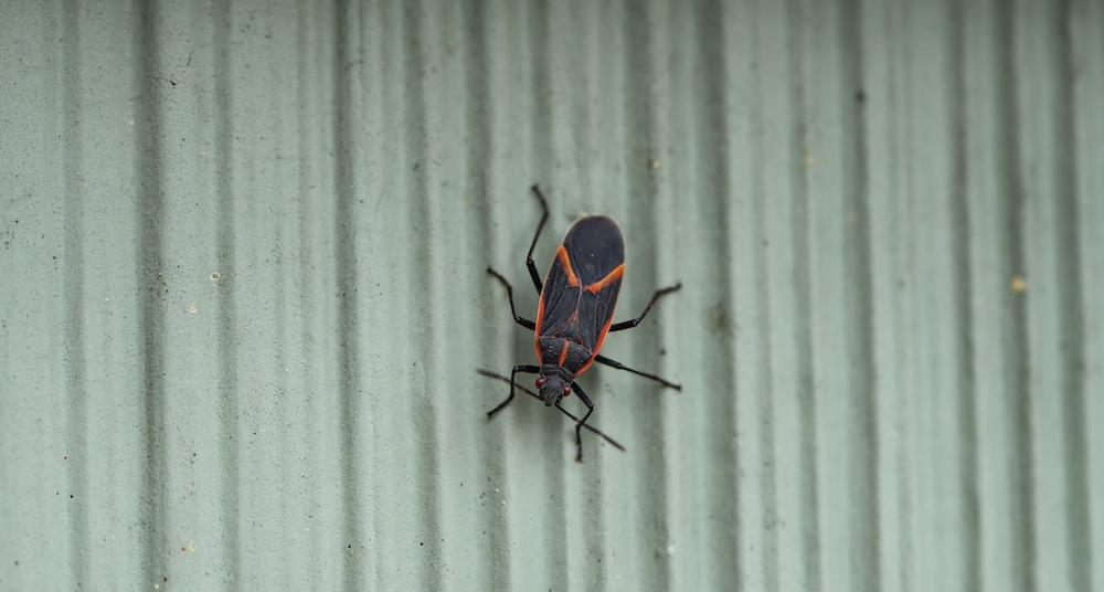 Here's How to Get Rid of Boxelder Bugs in Your Home or Garden
