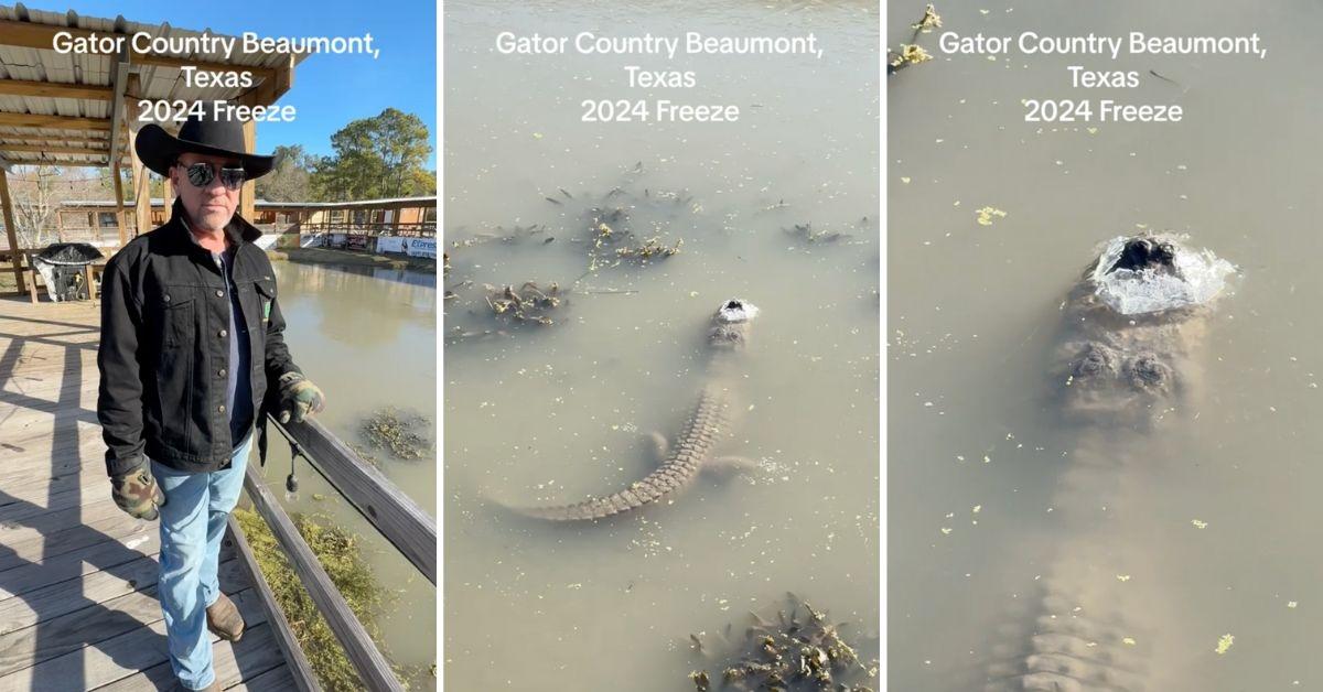 How a Frozen Alligator Survived Cold Temperatures in Texas