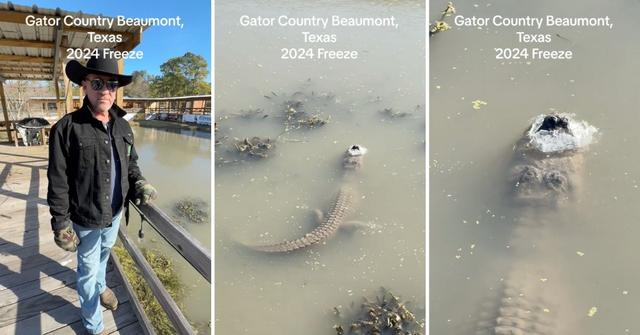 How a Frozen Alligator Survived Cold Temperatures in Texas
