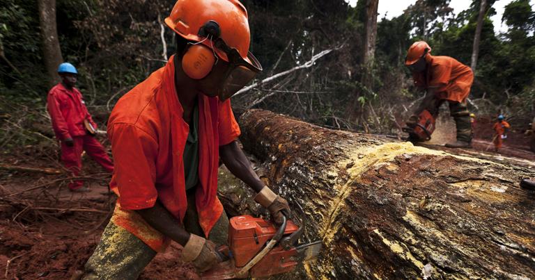 Deforestation Drops 18% in African Countries Thanks to Satellites