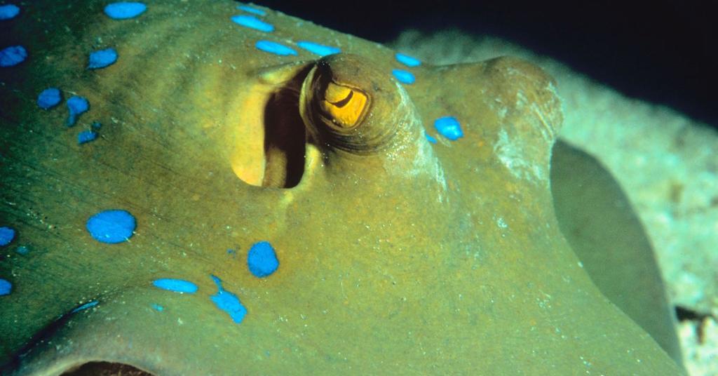 What Happens When a Stingray Stings You? Here's What You Should Do