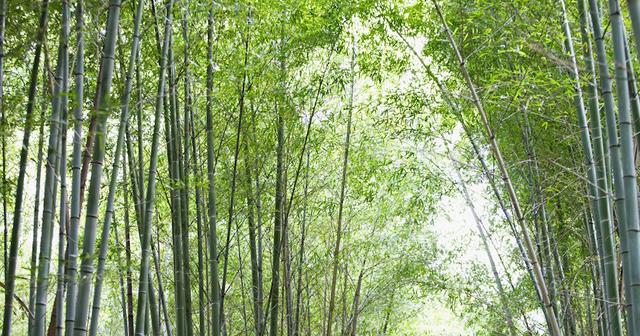 Why Is Bamboo Sustainable?