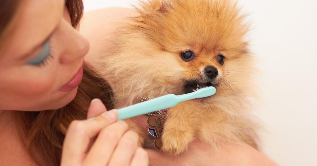 Here's Your Go-to Guide to Brushing Your Dog’s Teeth