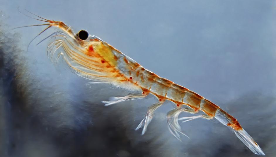 Should You Be Taking Krill Oil for Omega-3s?