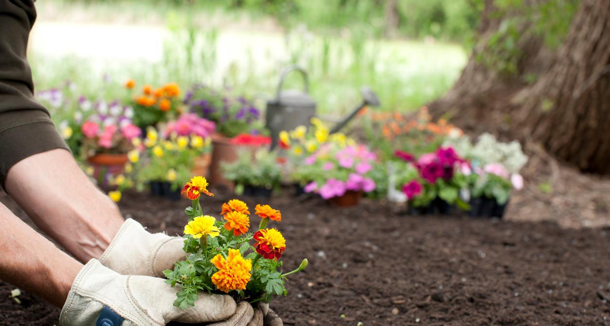 Flower Gardening For Beginners: A Quick and Easy Guide