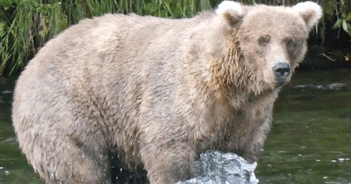 The History of Fat Bear Week: How the Glorious Annual Event Came to Be