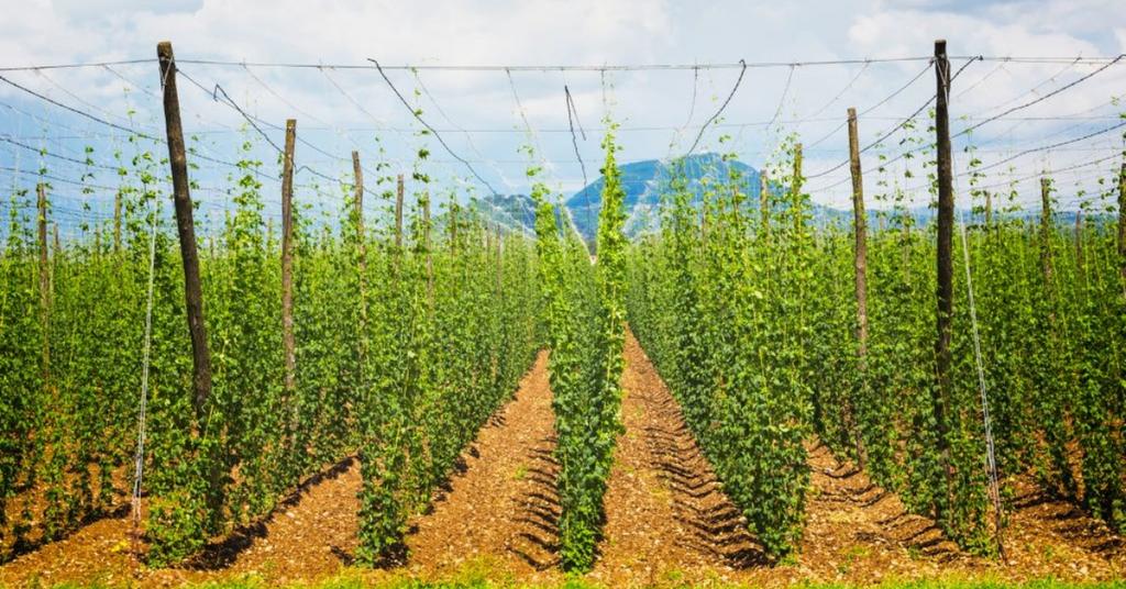 Climate Change Affecting Hops, Beer's Taste