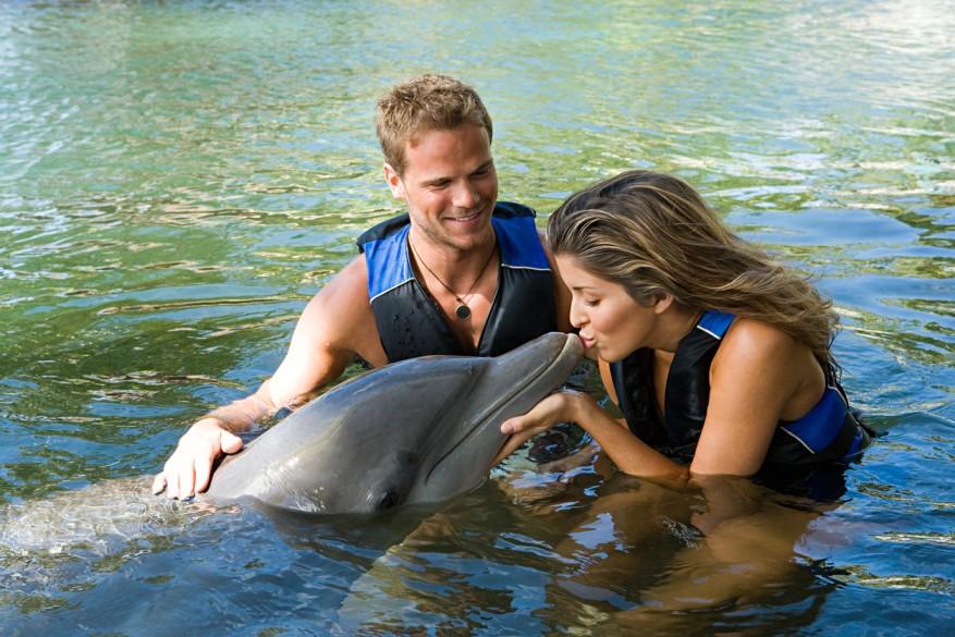Are Dolphins Dangerous to Humans? Dolphin Encounters Pose Safety Risks