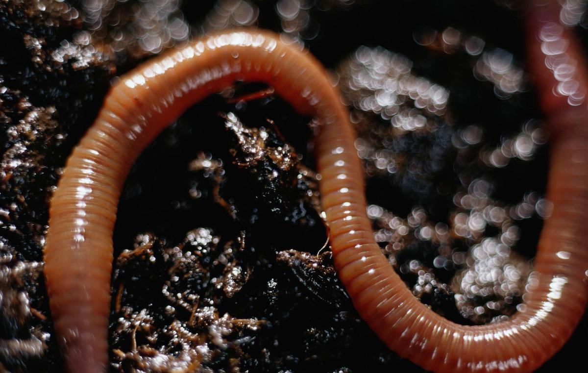 How to Get Rid of Earthworms in Your Home