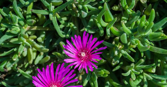 What Is an Ice Plant Succulent? Know Before You Buy