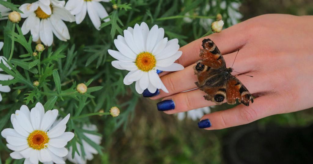 What It Means When a Butterfly Lands on You: Spiritual Interpretations