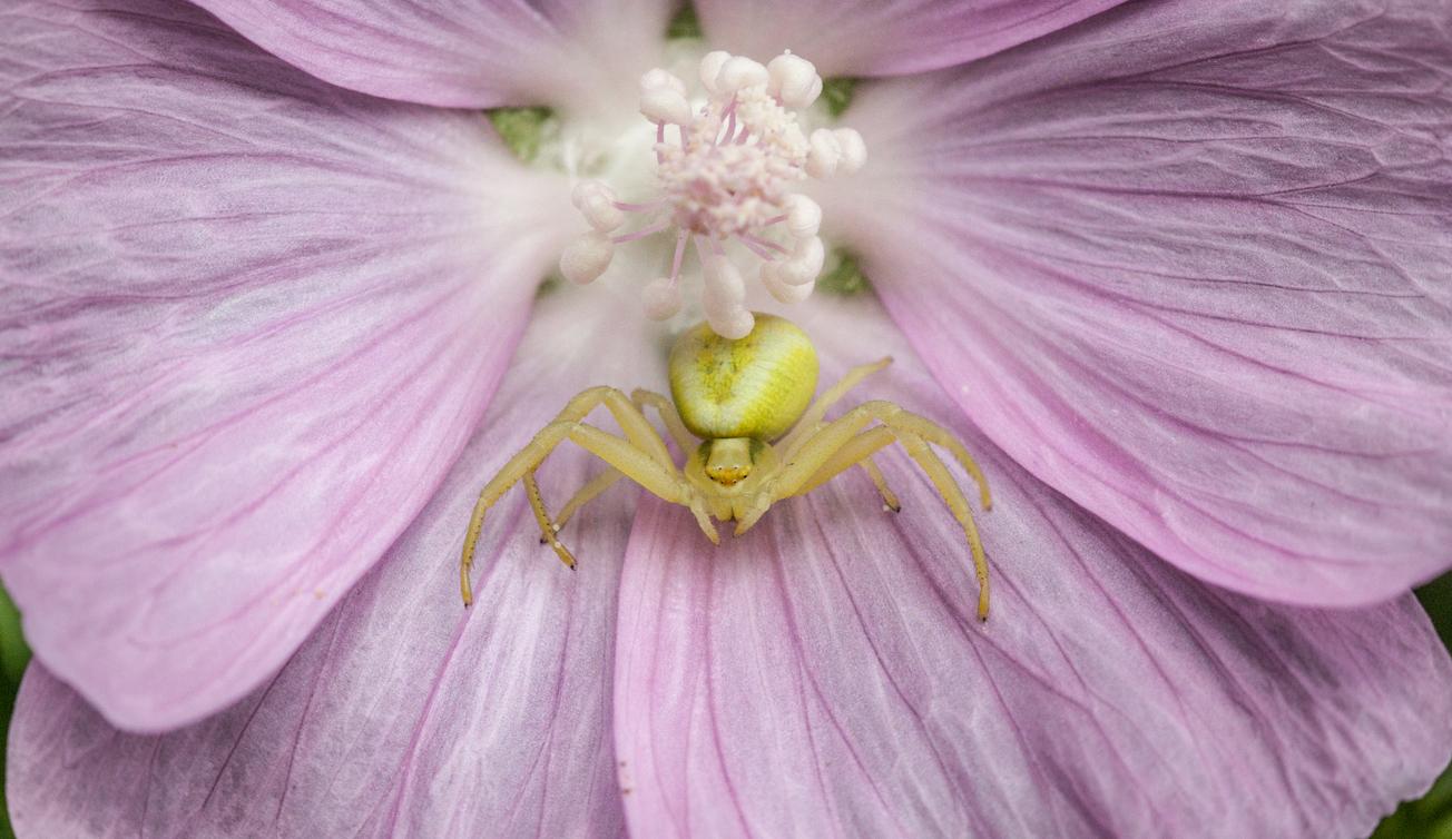 What is the Spiritual Meaning of A Spider? Details Here