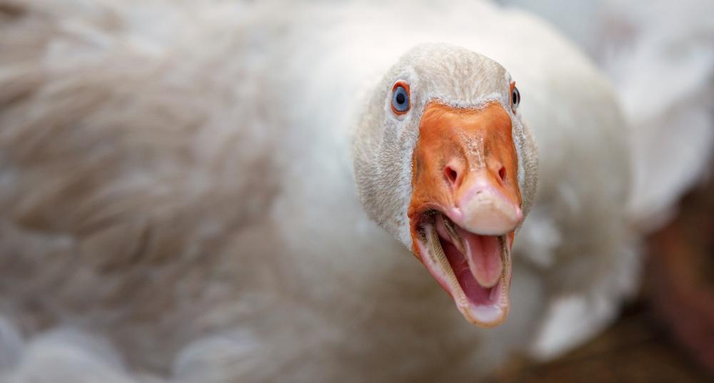 Do Geese Have Teeth? Correcting a Common Misconception