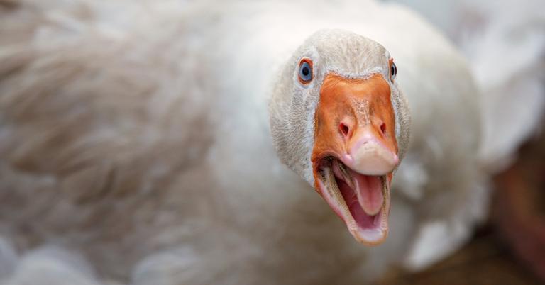 Do Geese Have Teeth? Correcting a Common Misconception