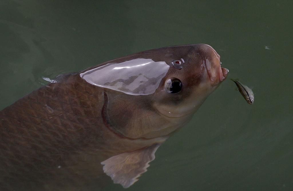 Are Asian Carp an Invasive Species?