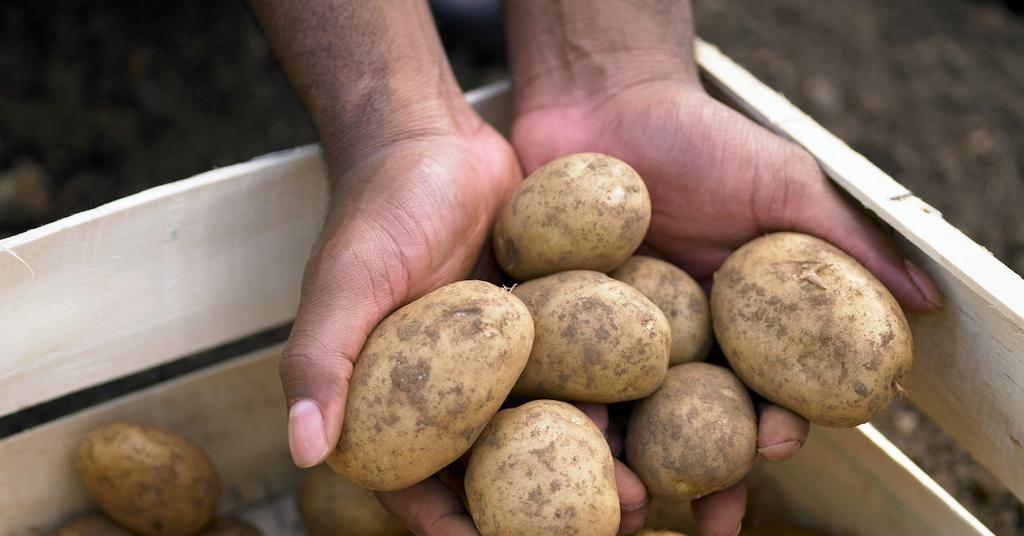 Soil vs. Dirt: The Differences, According to Soil Scientists