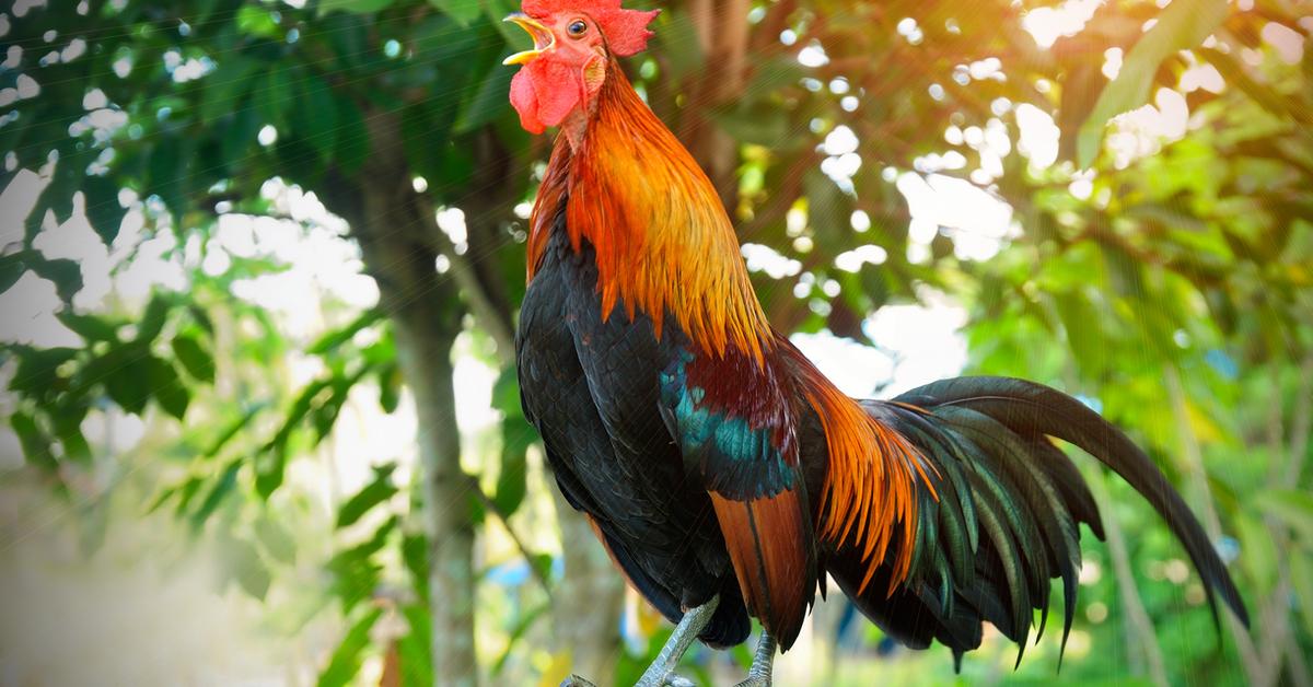 Why Do Roosters Crow? Here Are a Few Explanations
