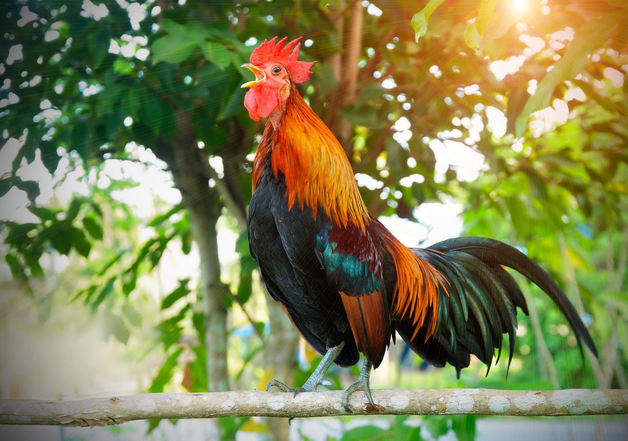 Why Do Roosters Crow? Here Are a Few Explanations