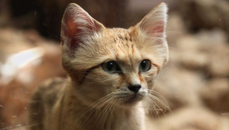 Is the Sand Cat Rare? All About the Elusive Feline