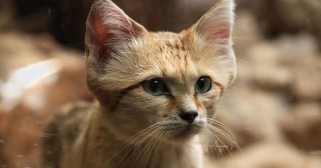 Is the Sand Cat Rare? All About the Elusive Feline