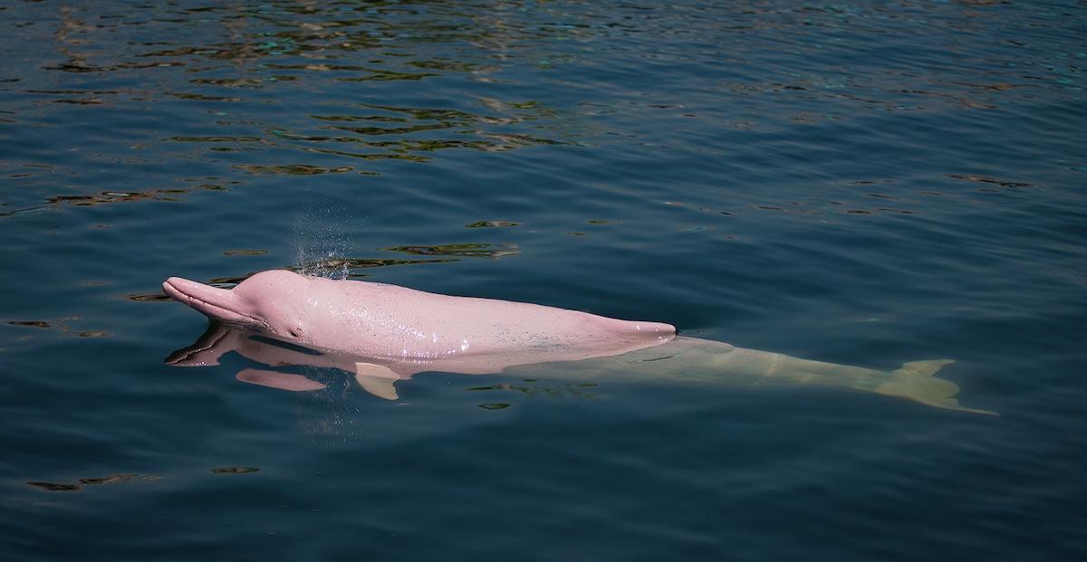 Why Are Pink Dolphins Pink? Exploring This Rare Phenomenon
