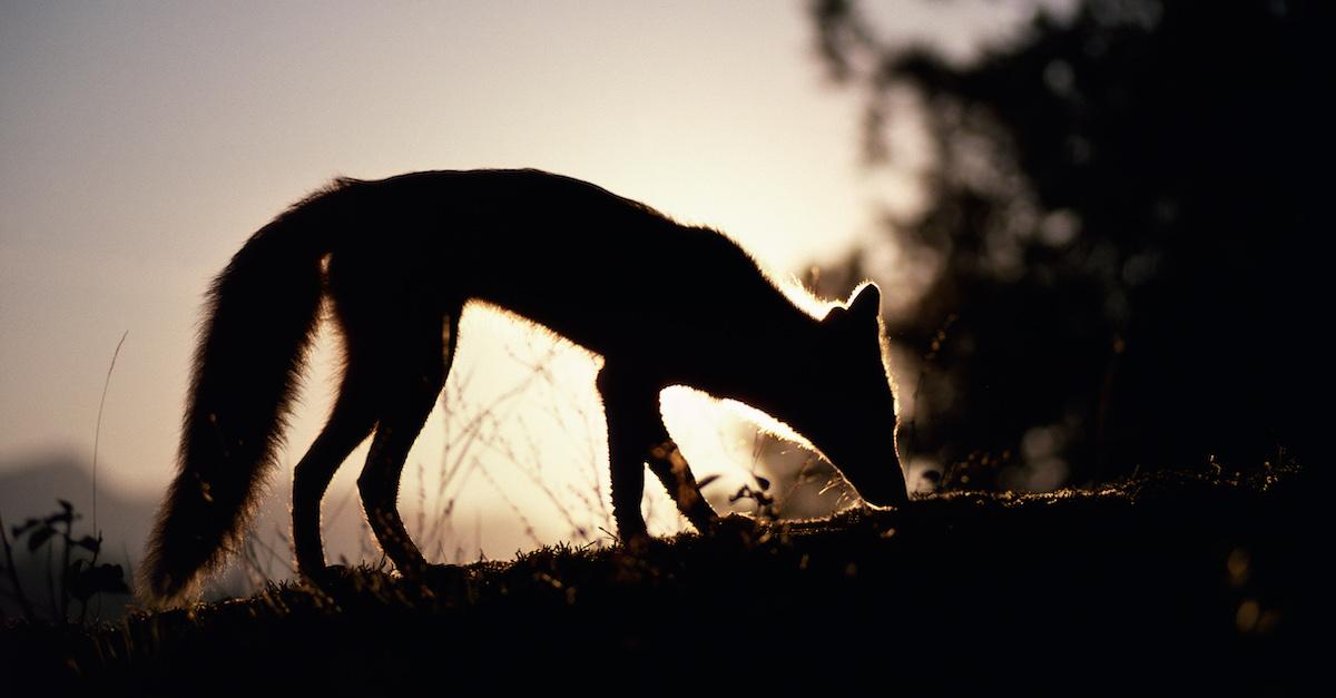 The Sierra Nevada Red Fox Has Been Listed as Endangered