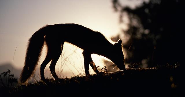 The Sierra Nevada Red Fox Has Been Listed as Endangered