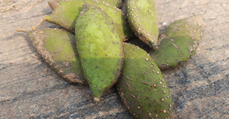Macauba and Pongamia Tree Oils Could Replace Palm Oil