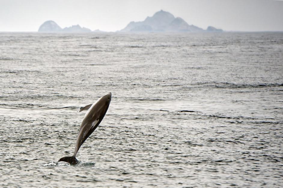 Why Is the Vaquita Going Extinct? The Most Endangered Marine Mammal