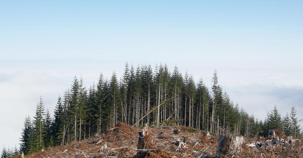 How Does Deforestation Affect the Carbon Cycle?