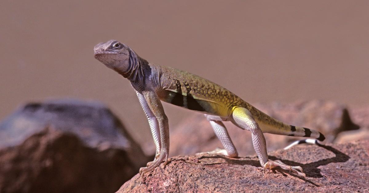 Why Do Lizards Do Push-Ups? We Investigate