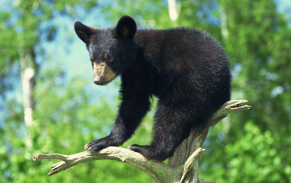 What's the Difference Between Black Bears vs. Grizzly Bears?