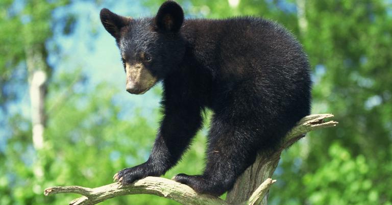 What's the Difference Between Black Bears vs. Grizzly Bears?