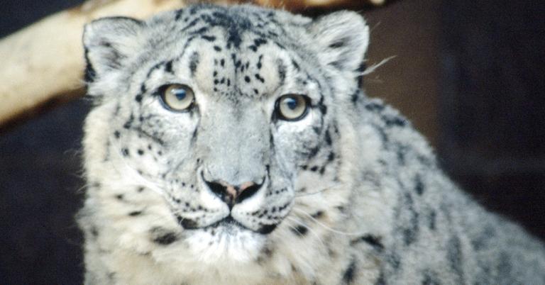 Why Are Snow Leopards Endangered? What's Their Current Status — And Why?