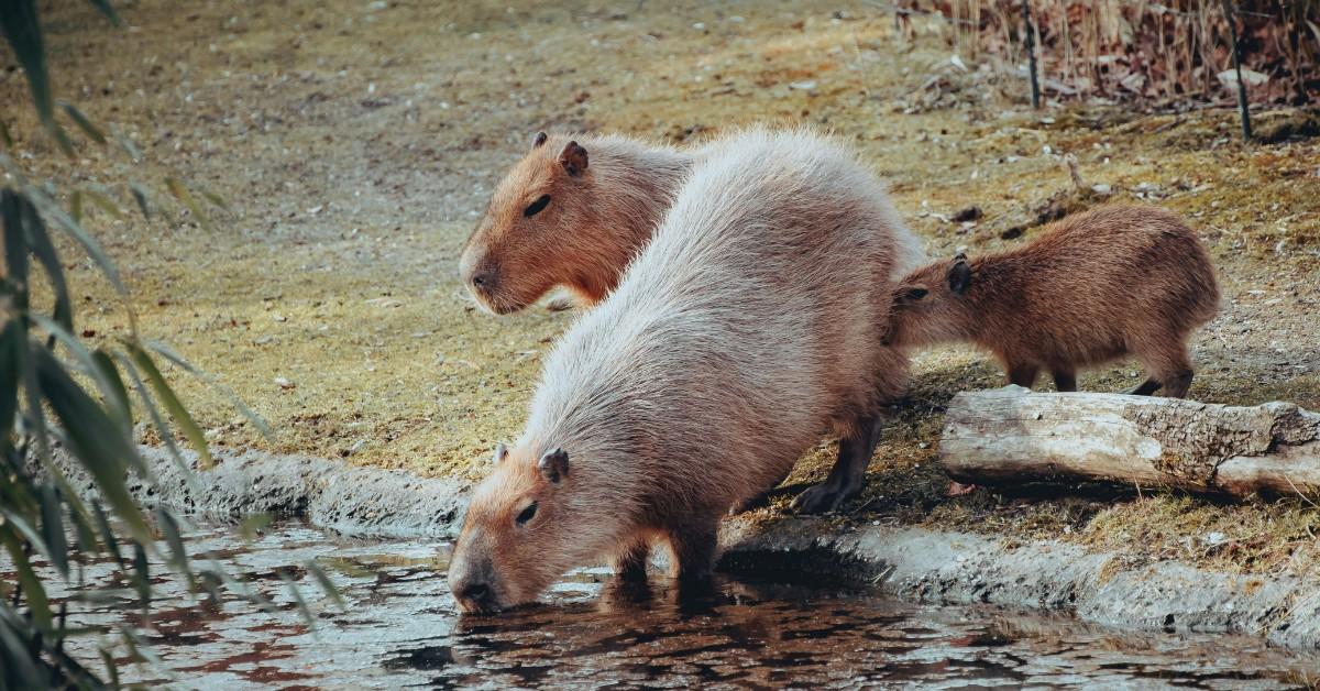 Do South American Native Capybaras Make Good Pets?