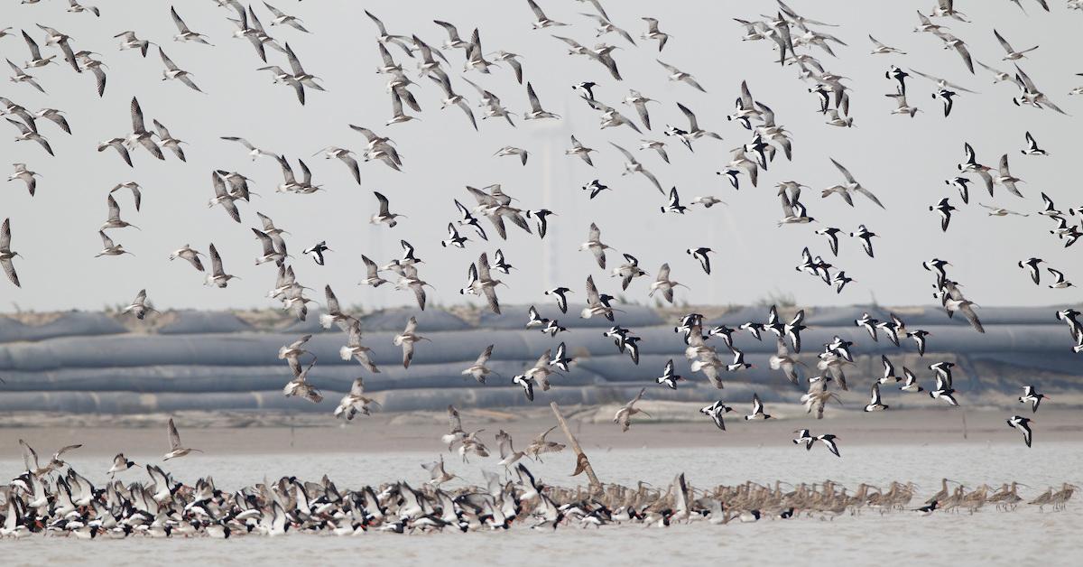 Bird Migration Is Affected by Climate Change — Here’s How