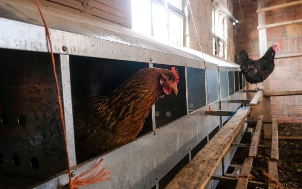 Former Oldest Living Chicken, Peanut, Has Died At 21 — Details