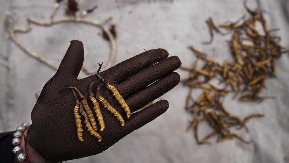 Cordyceps, the Fungi in ‘the Last of Us’, Has Benefits in Real Life